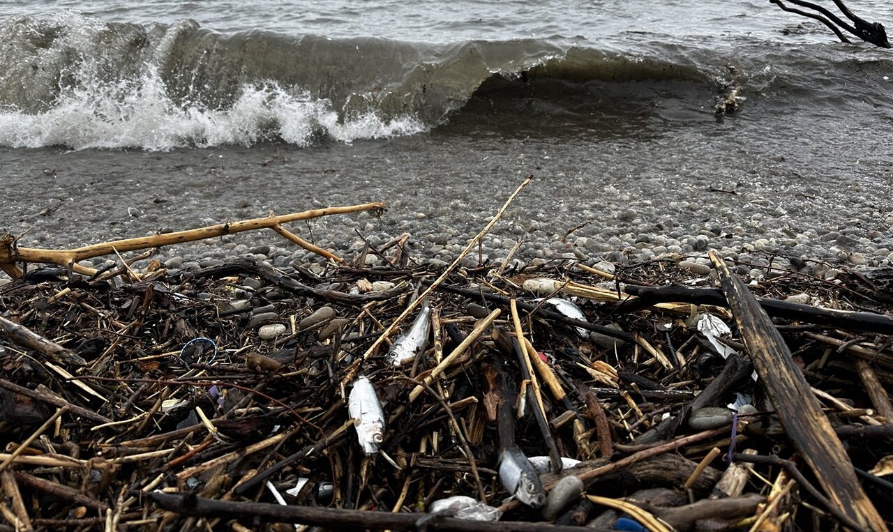 Dead in the Water: Uncovering the Spring Fisheries Mystery in Lake ...