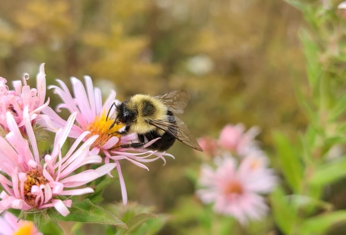 Toronto and Region Conservation Authority (TRCA)